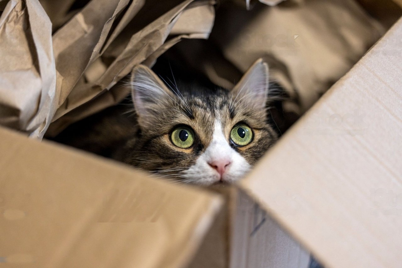 La fascinación de los gatos con las cajas – GATUNO